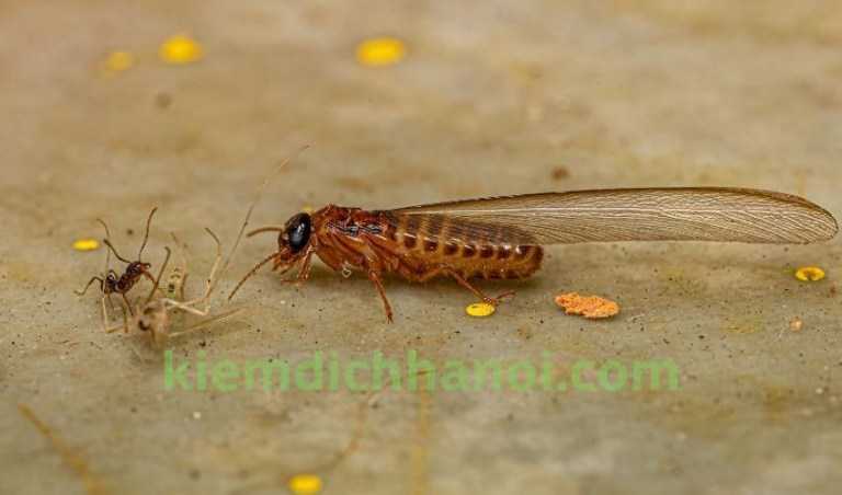 Con mối cánh như thế nào? Thông tin chi tiết về mối bay này