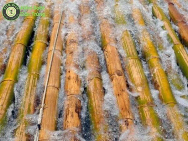 10 Cách chống mối mọt cho tre hiệu quả nhất bảo quản bền lâu